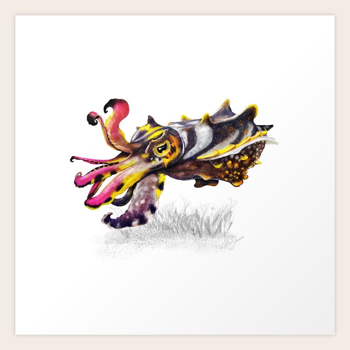 Pfeffer's flamboyant cuttlefish scientific illustration art print Art ...