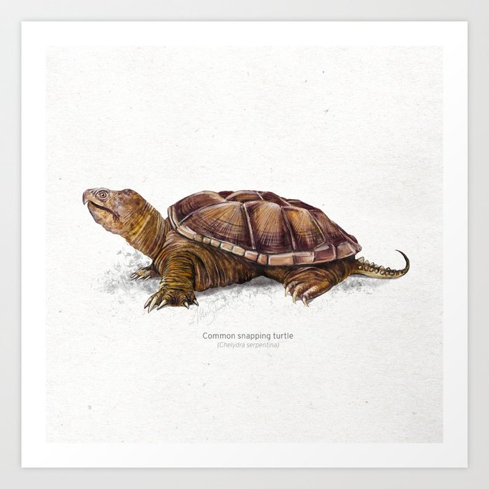 Common snapping turtle scientific illustration art print Art Print by ...