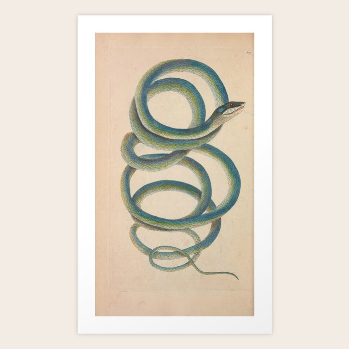 Vintage Natural History Snake Art Print by Blue Specs Studio | Society6