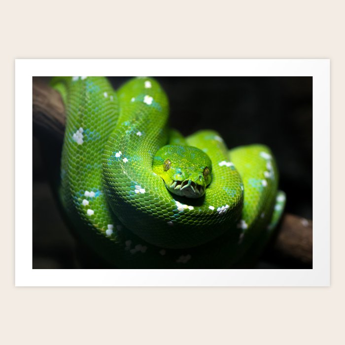 Green tree python (Morelia viridis), on a tree branch, dark background ...