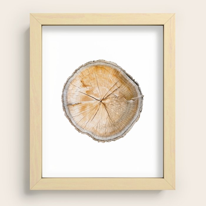 Maple Tree Rings