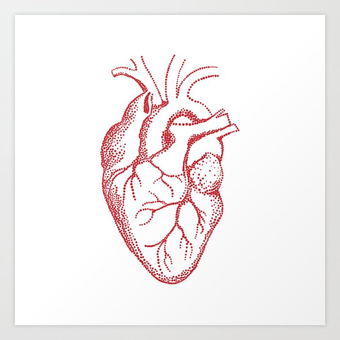 Anatomical Heart Drawing