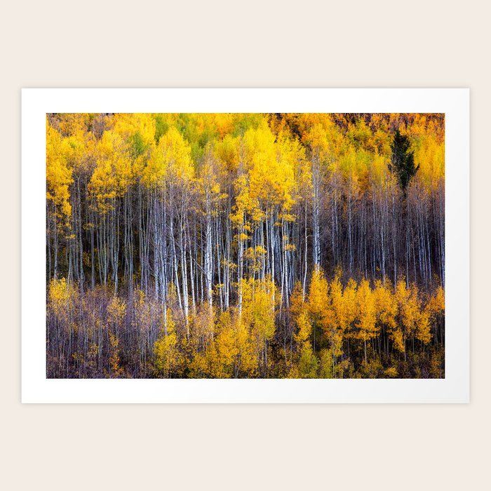 Colorado Aspen Trees In Prints