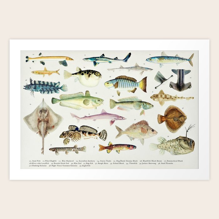 Atlantic Sea Fish Identification