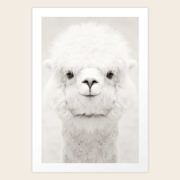 alpaca smiling