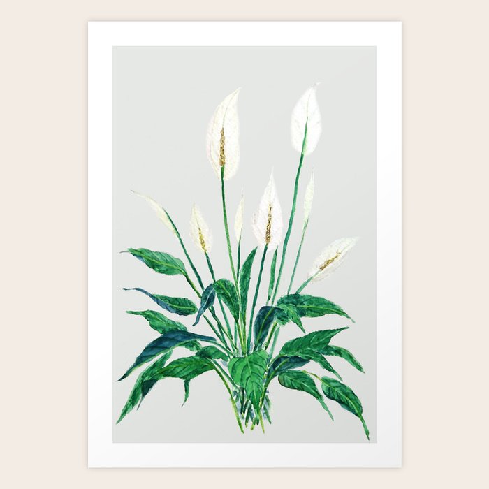 peace lily painting Art Print by Color and Color | Society6