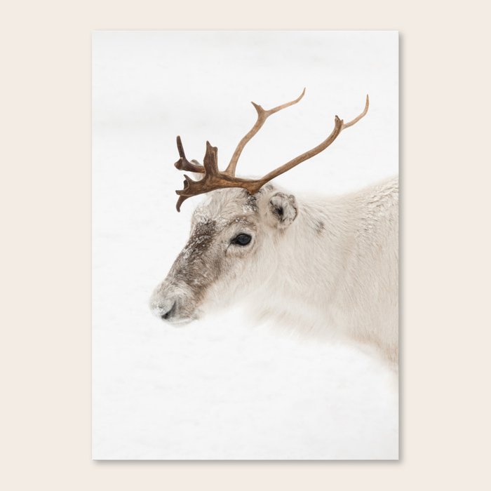 Reindeer In Snow Photography