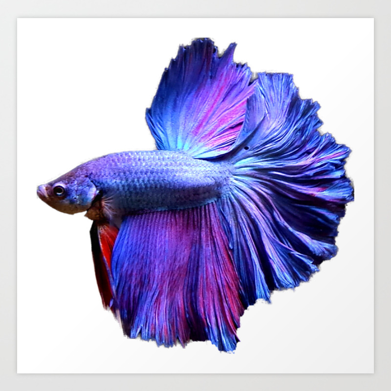 Half Moon Betta Male