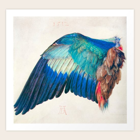 Wing of a Blue Roller by Albrecht Durer 1512 // Anatomy of a Birds Wing ...