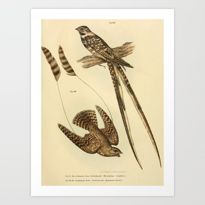 Pennant Winged Nightjar