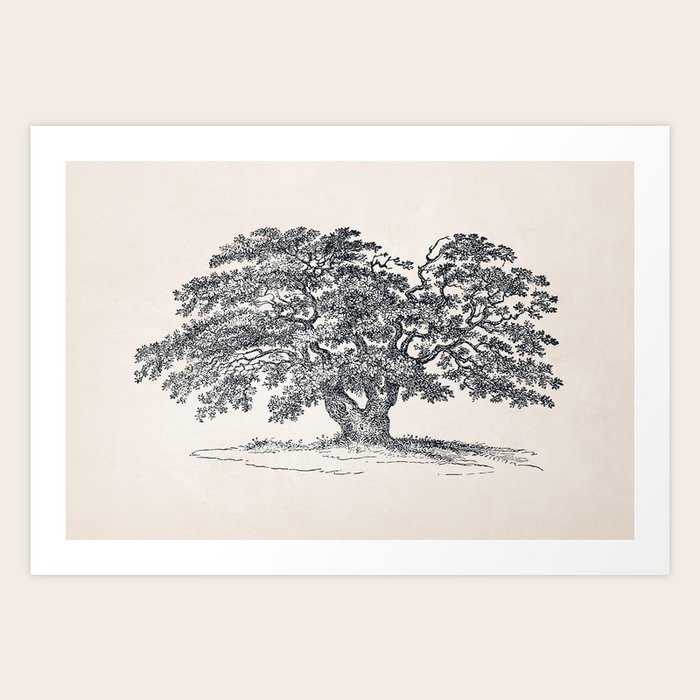 sketch oak tree