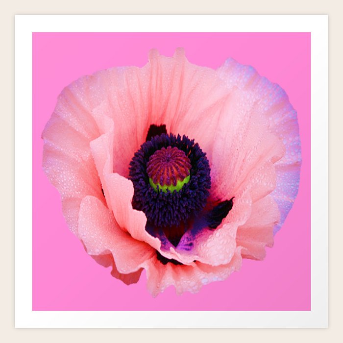 Pink Poppy Flower Art