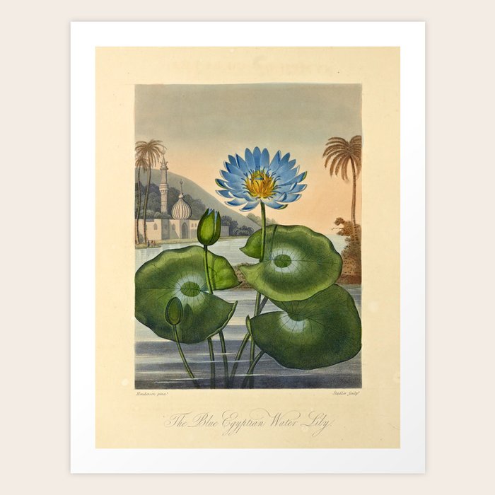 Egyptian Water Lily from "The Temple of Flora," 1812 (benefitting The ...