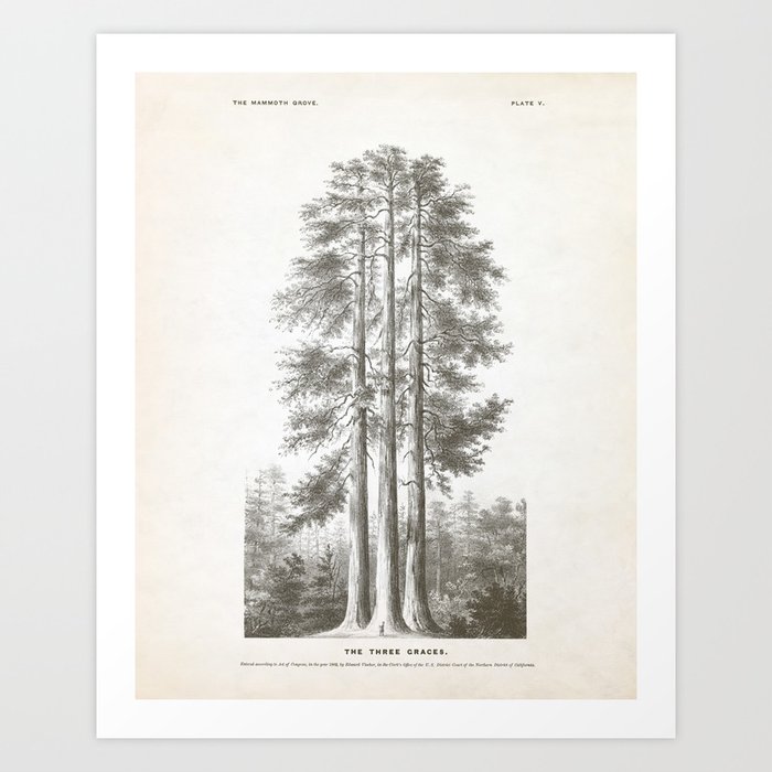 giant sequoia drawing