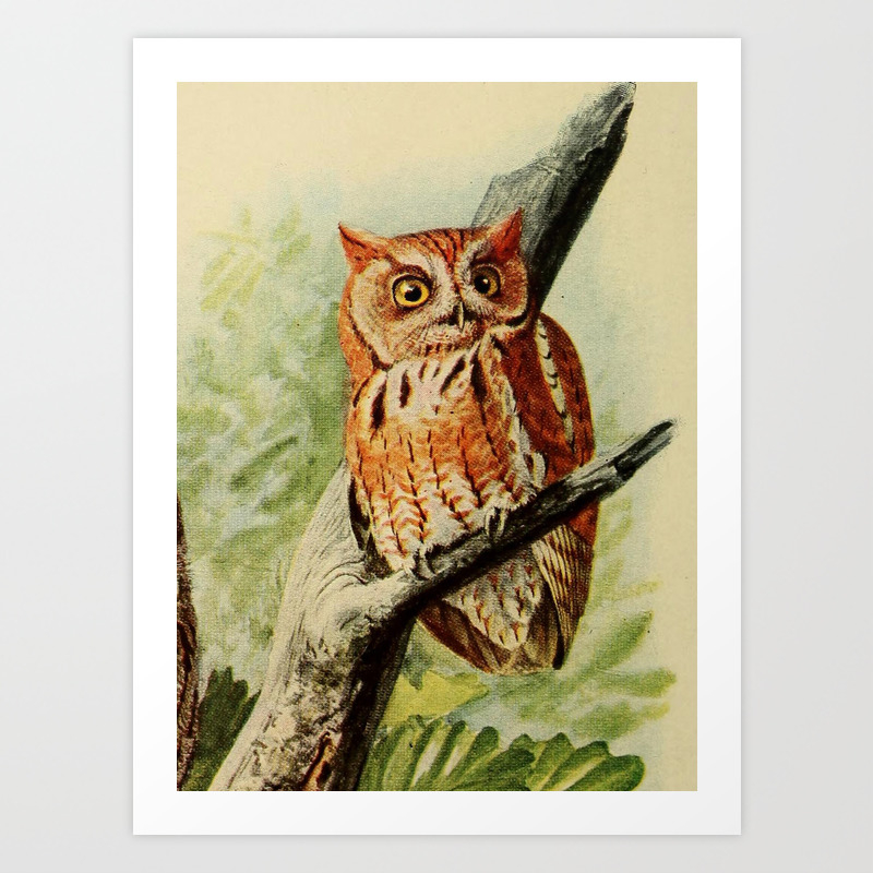 Vintage Owl Art Prints Vintage Owl Art Prints