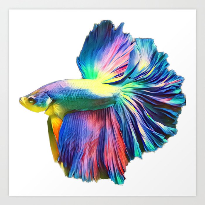 Rainbow Betta Fish