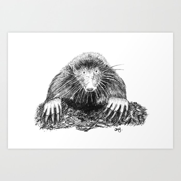 Mole Drawing