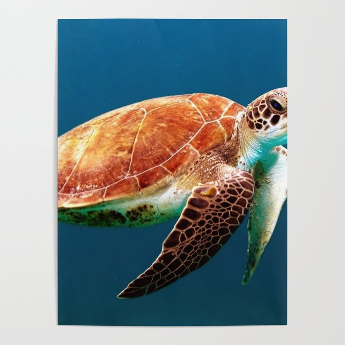 Turtley Poster by Adventure Is Calling | Society6