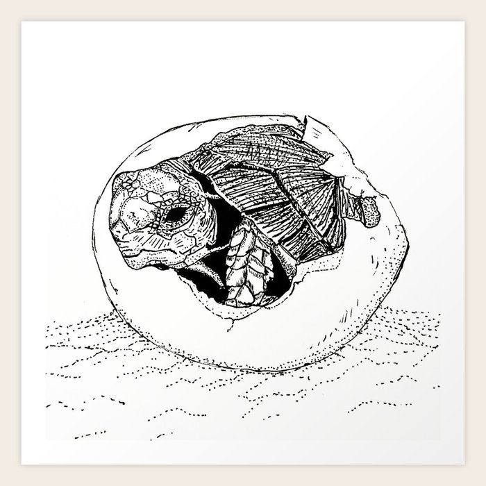 Baby Sea Turtles Hatching Sketch