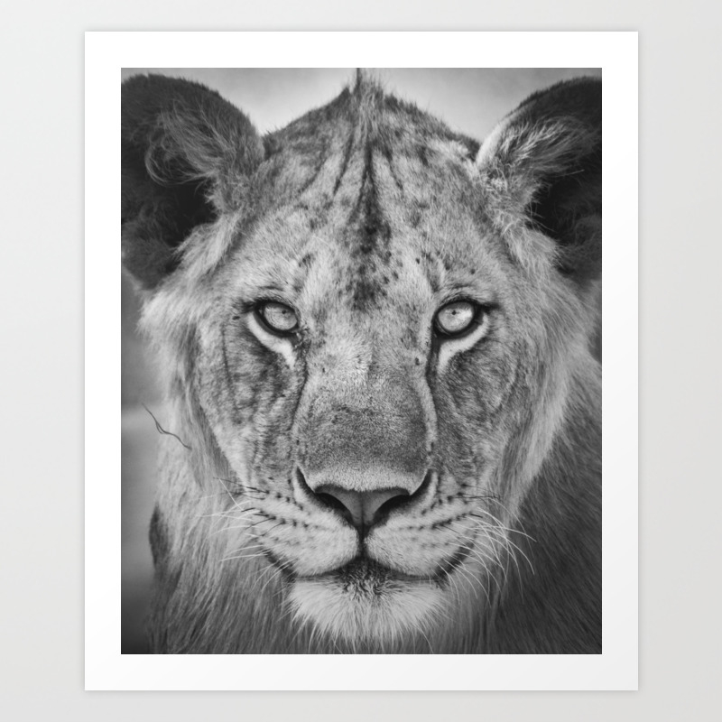 Lioness Face Outline