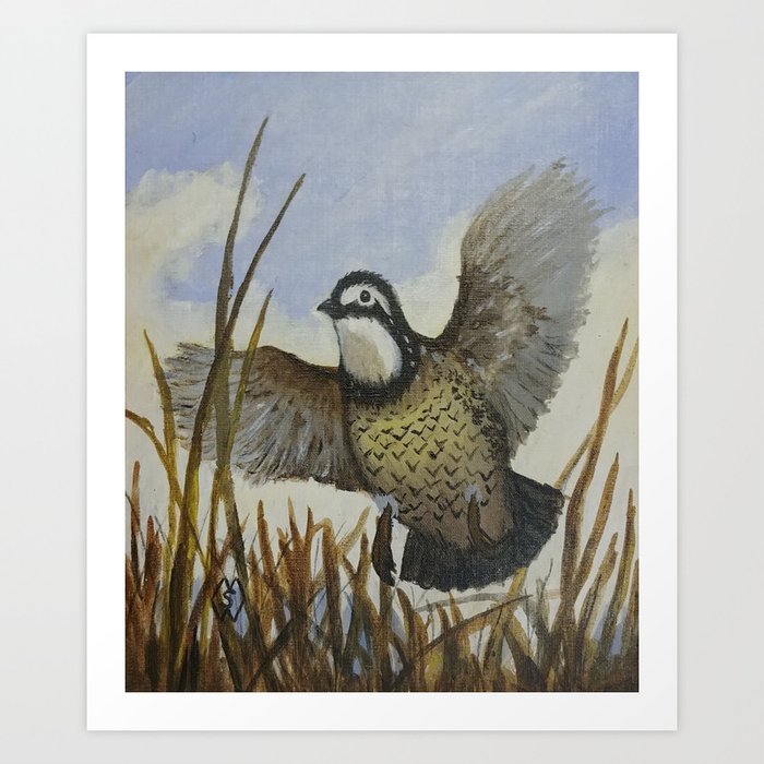 Bobwhite Quail Flying Drawing