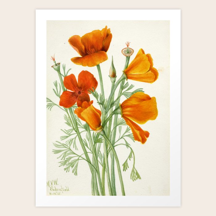Poppy Botanical Illustration