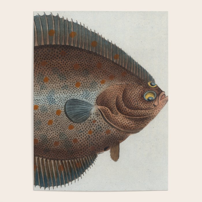 fish poster drawing