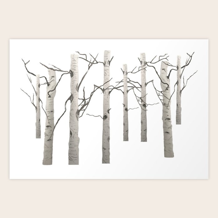 Paper Birch Trees In Winter