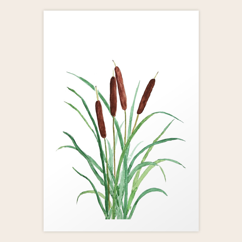 Free Printable Coloring Pages Cattails Plants