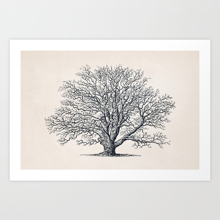 Oak Tree Outline Image
