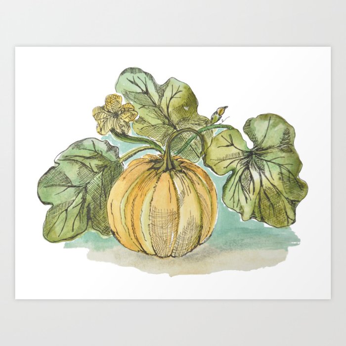 Pumpkin Botanical Illustration