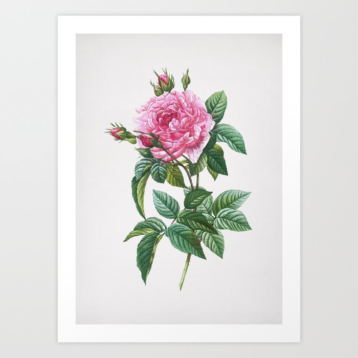 Vintage French Roses Design