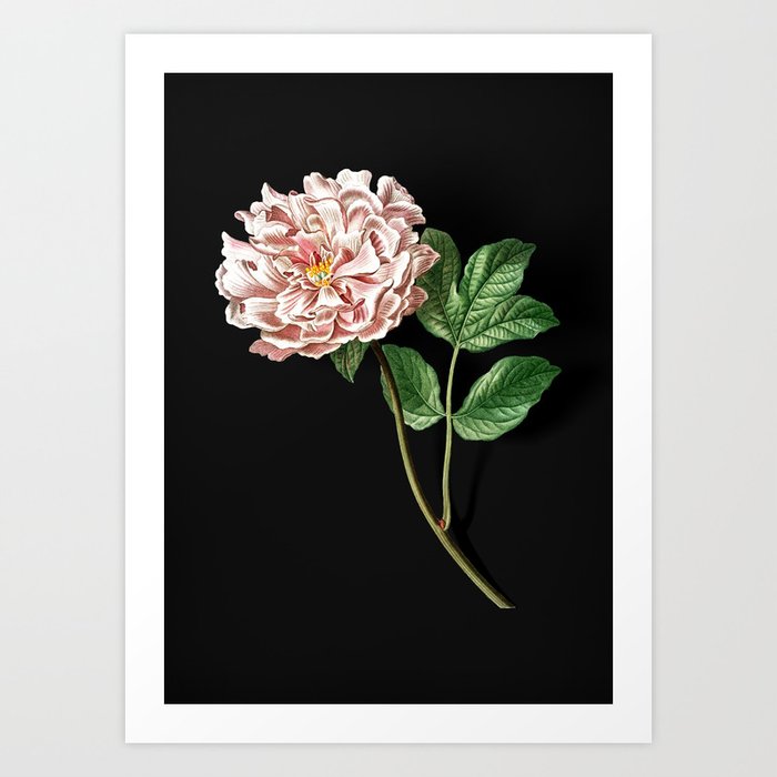 Peony Botanical Illustration