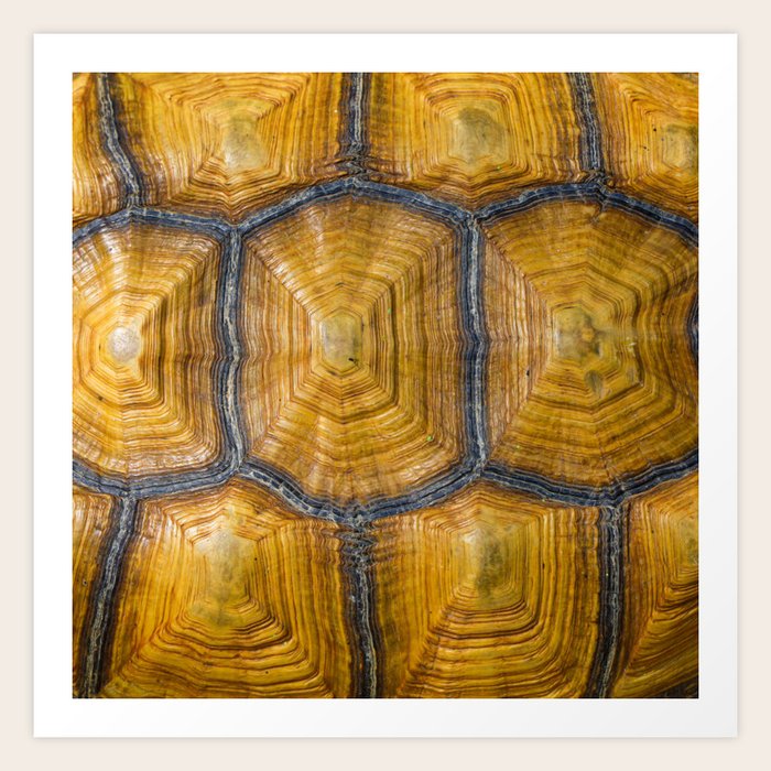 Sea Turtle Shell Texture
