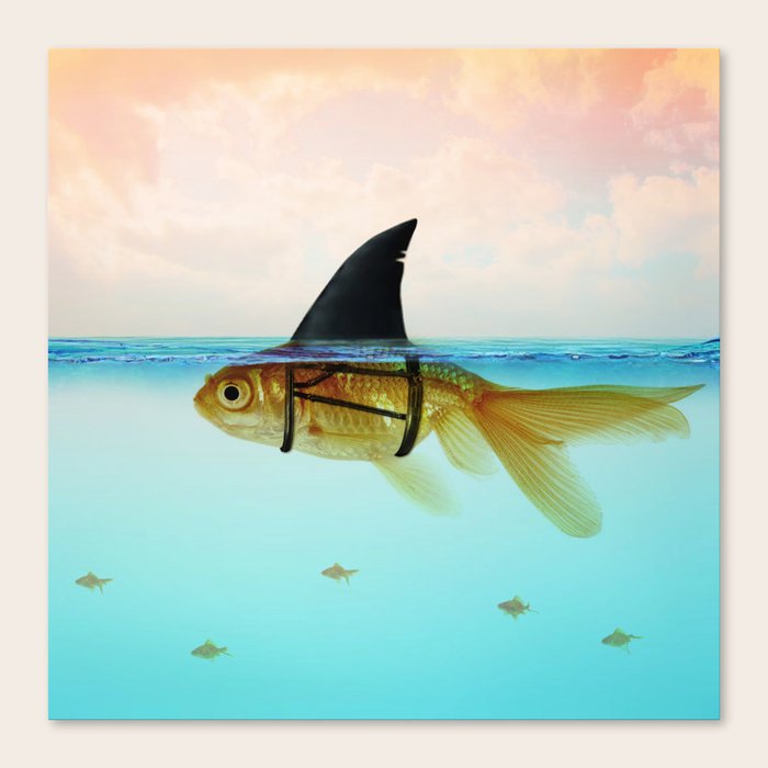 goldfish with a shark fin Canvas Print by vincepezzaniti | Society6