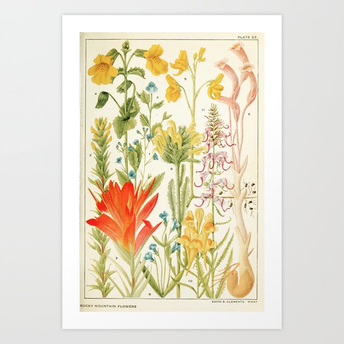 Wildflowers from "Rocky Mountain Flowers" (1914) by Edith Clements ...