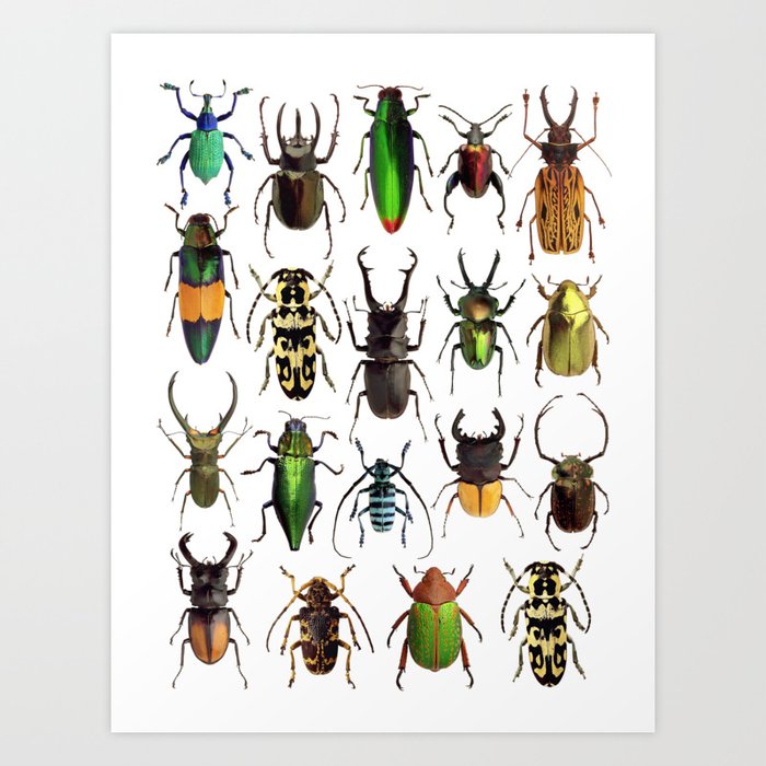 Beetles Collage Art Print by carlitov | Society6