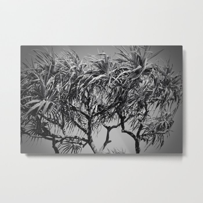 Mahama Lauhala Hala Trees Pandanus Metal Print by Sharon Mau | Society6