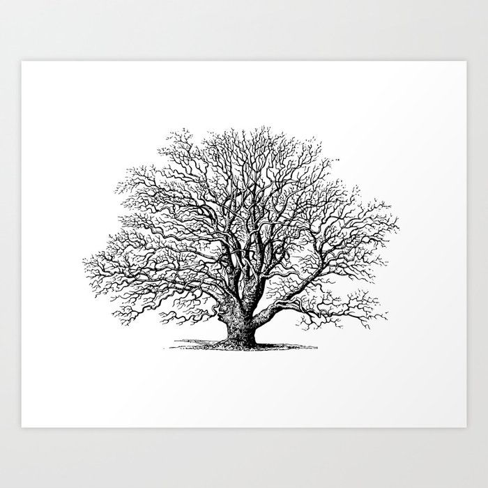 oak tree prints