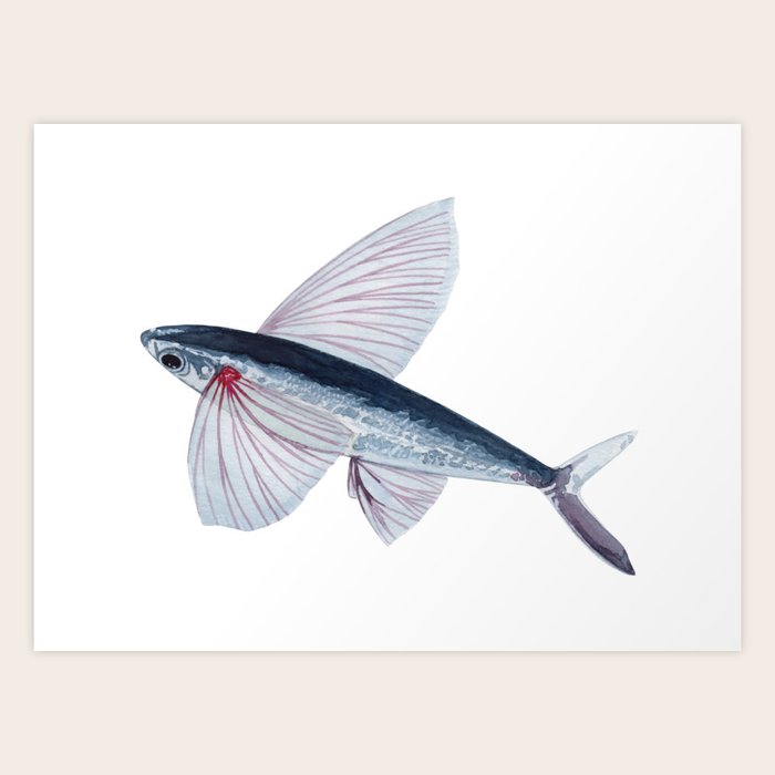 Flying Fish Art
