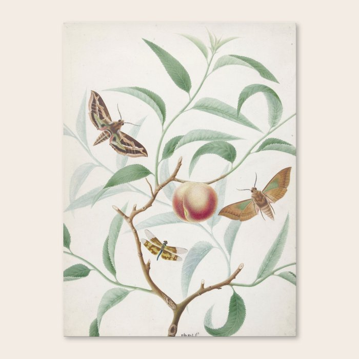 Vintage Botanical Print - Peach and Moths Canvas Print by Vintage Wall ...