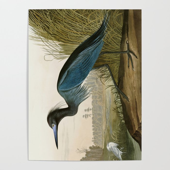 audubon blue