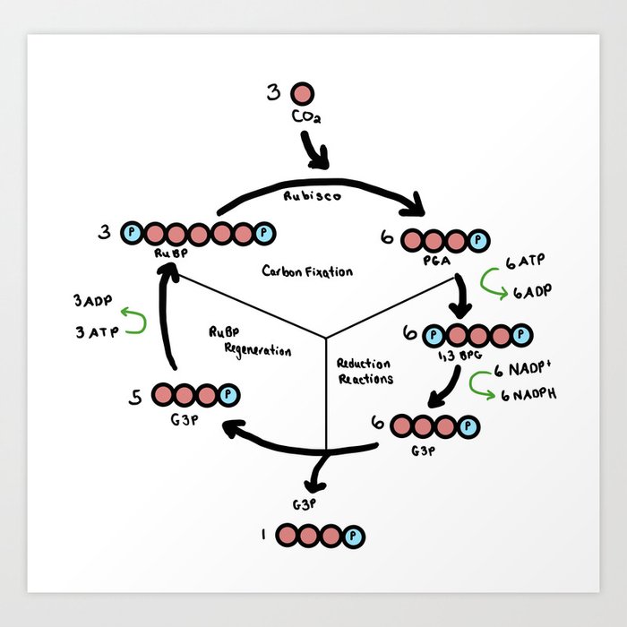 Calvin Cycle For Kids