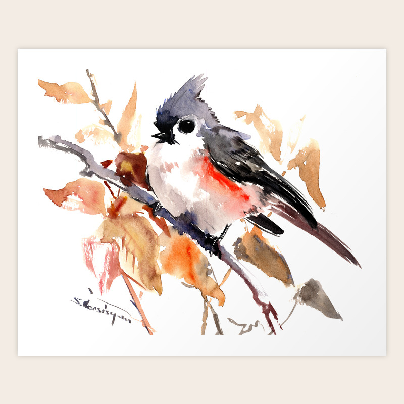 Titmouse Drawing