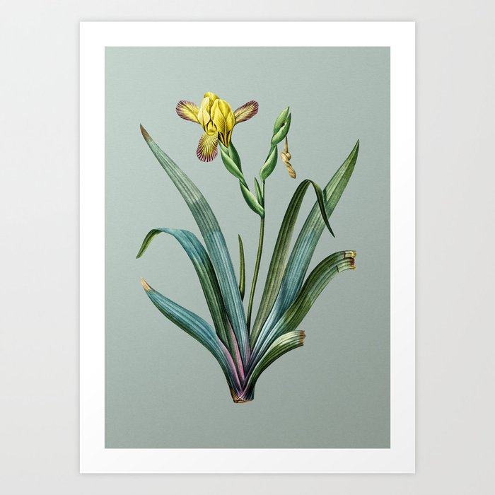 Iris Botanical Print