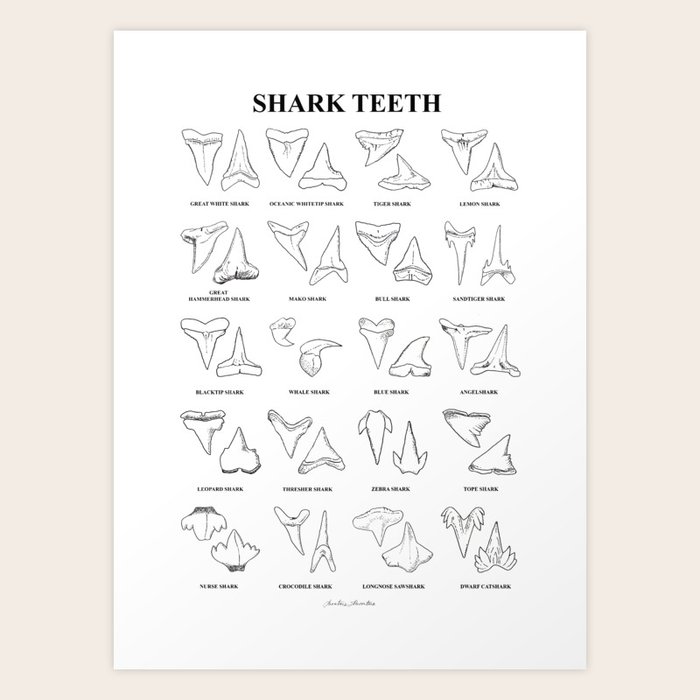 Blacktip Shark Teeth