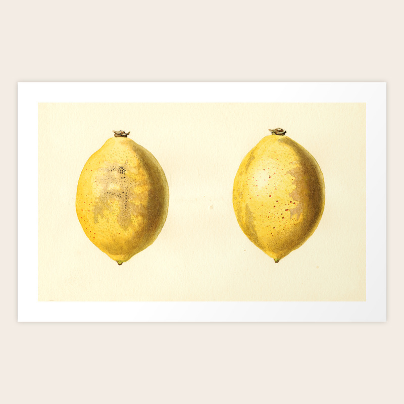 Vintage Lemon Art