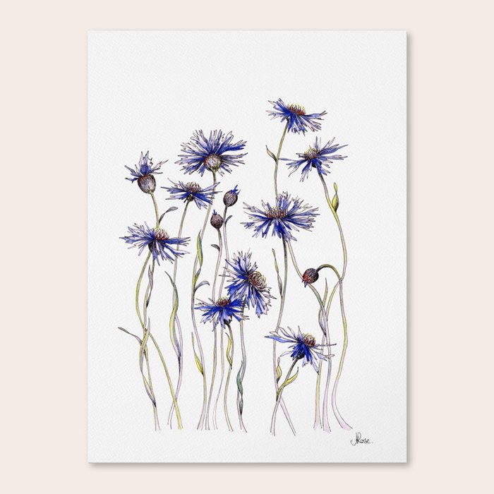 cornflower prints
