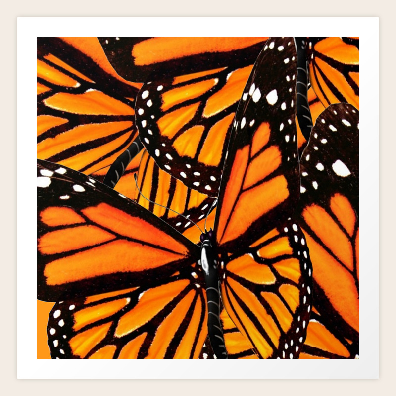 Monarch Butterfly Wing Patterns