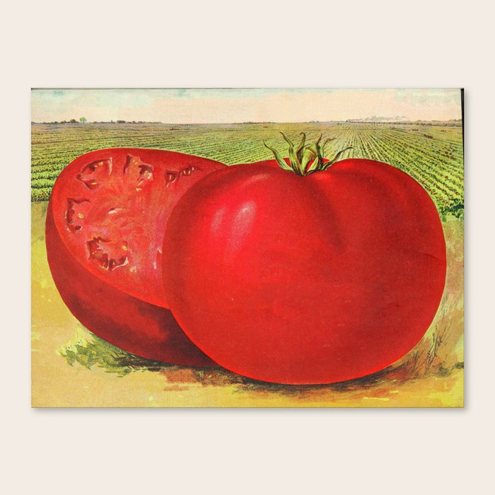 Vintage Tomato Illustrations